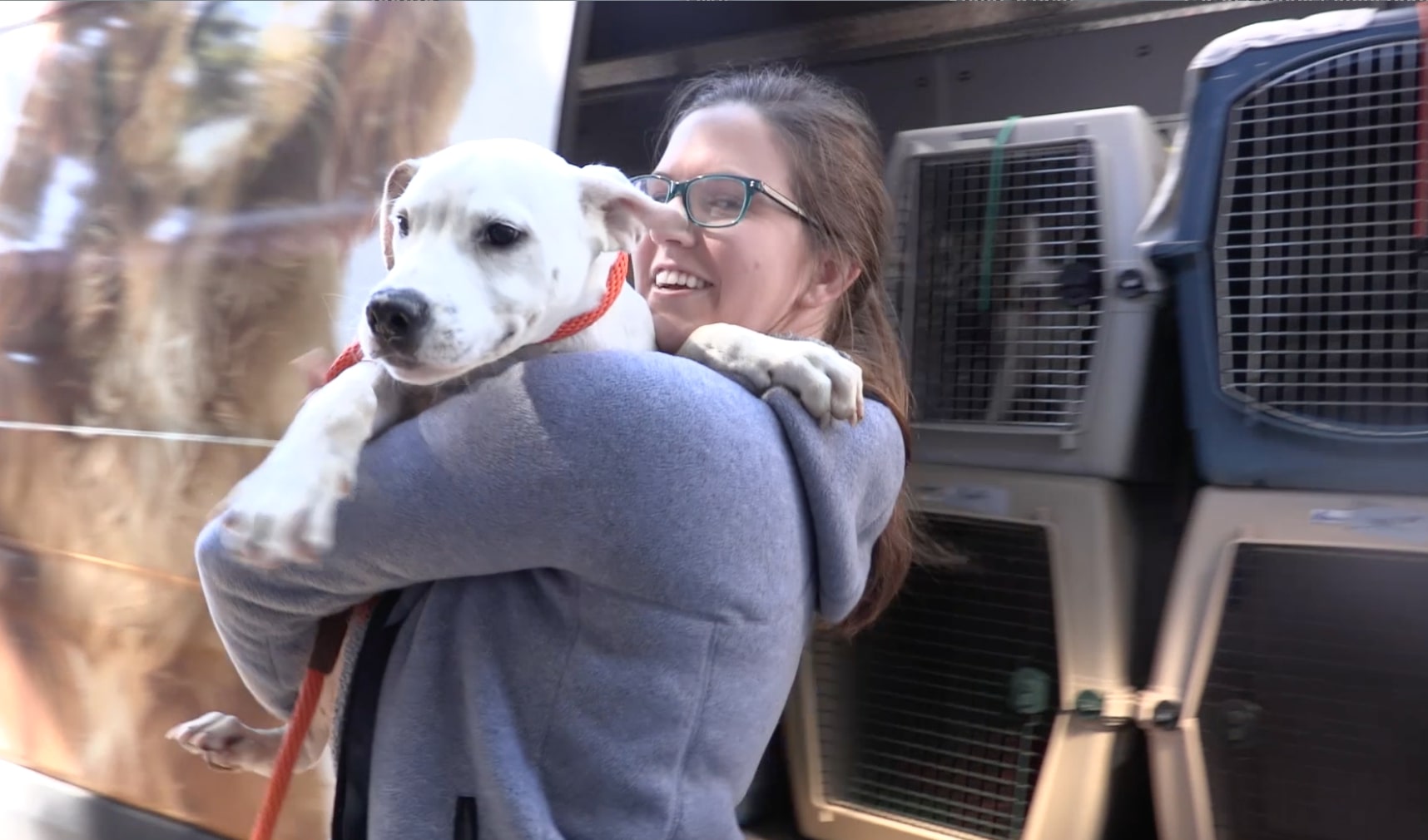 Are Emotional Support Dogs Allowed On Bart