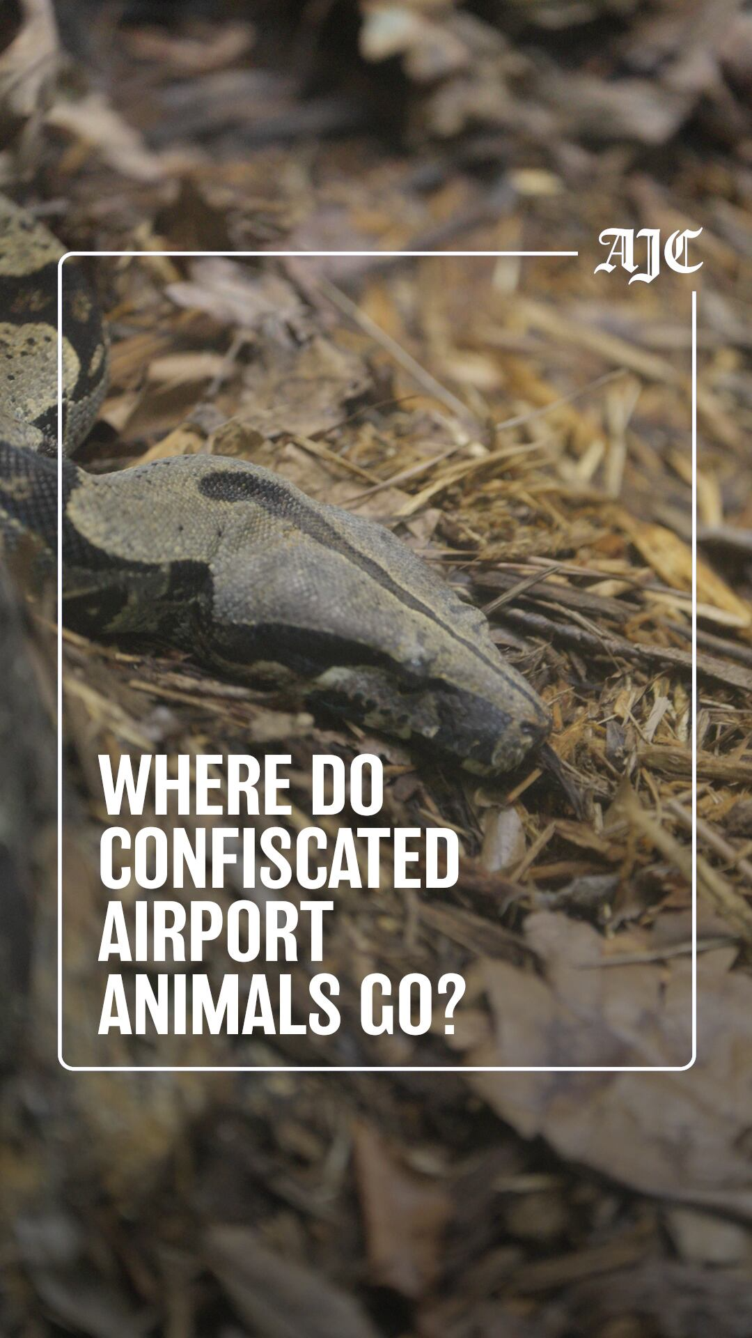 Smuggled animals get a second life at Atlanta's zoo and aquarium